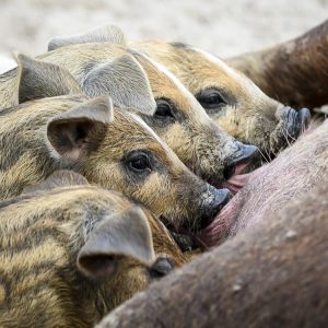 Pork | Blackbeard's Ranch