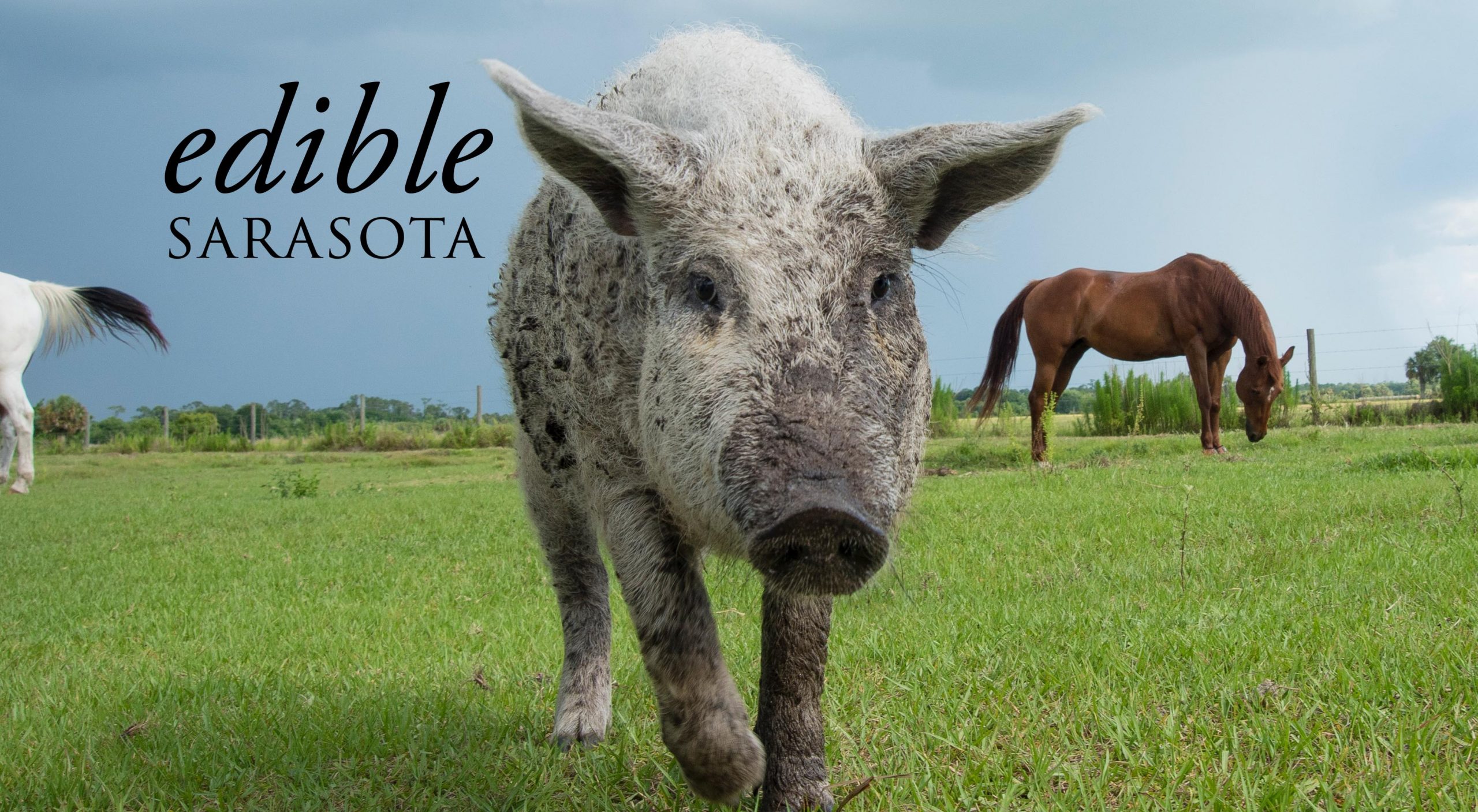 From Ranch to Refuge to Restauarant | Blackbeard's Ranch