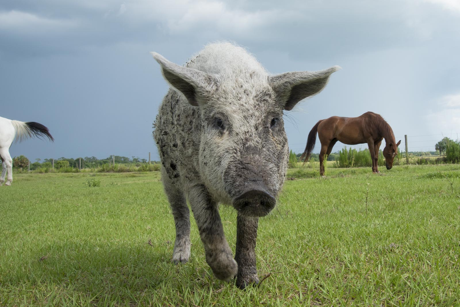 Of Cowboys and the World’s Best Pigs | Blackbeard's Ranch